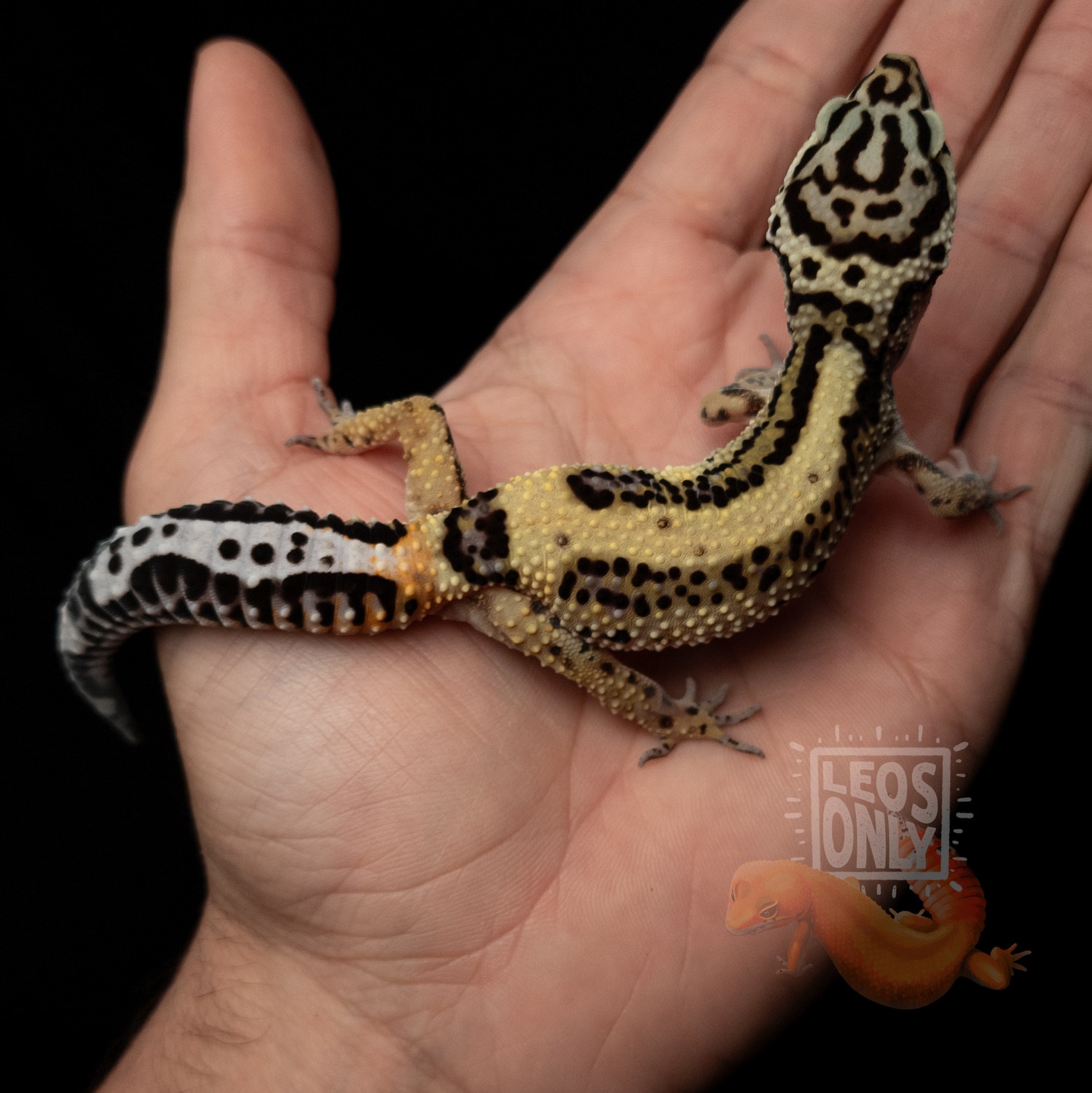 Extreme Bold Leopard Gecko by Leos Only - MorphMarket