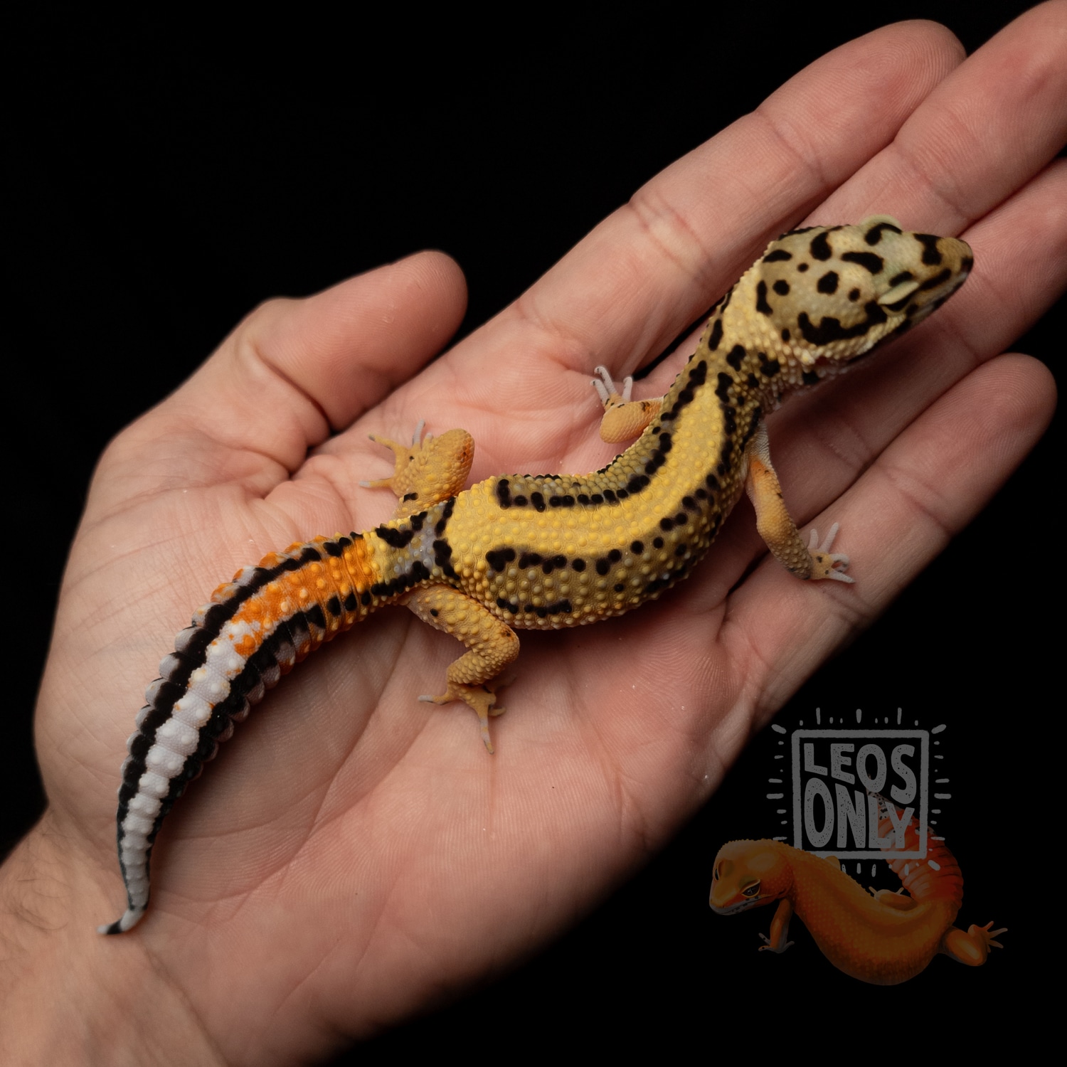 Firebold Leopard Gecko by Leos Only - MorphMarket