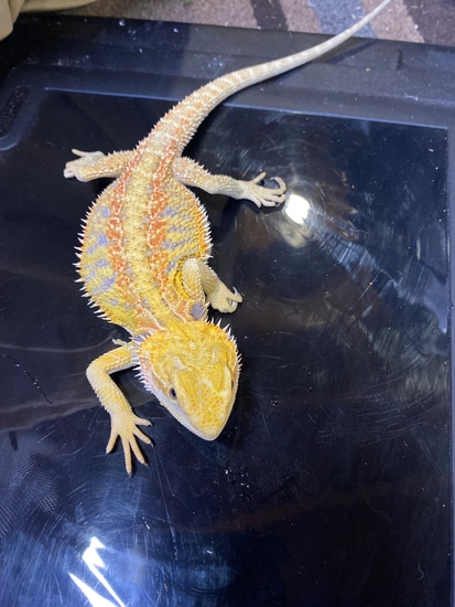Hypo Het Trans Central Bearded Dragon by Liggy’s lizards