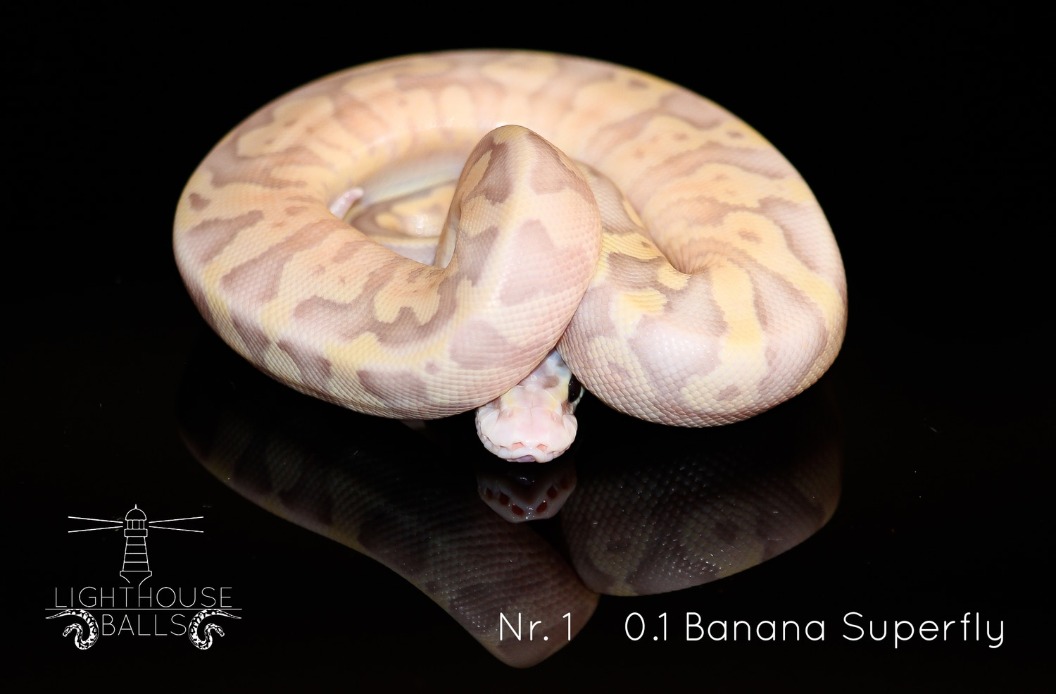 Banana Superfly (Banana Super Pastel Fire) Ball Python by Lighthouse ...