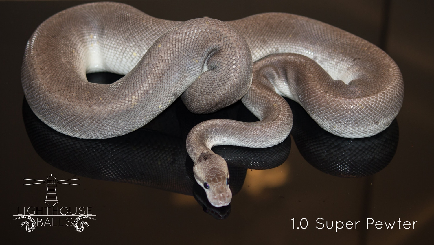 Super Pewter (Super Pastel, Super Cinnamon) Ball Python by Lighthouse ...