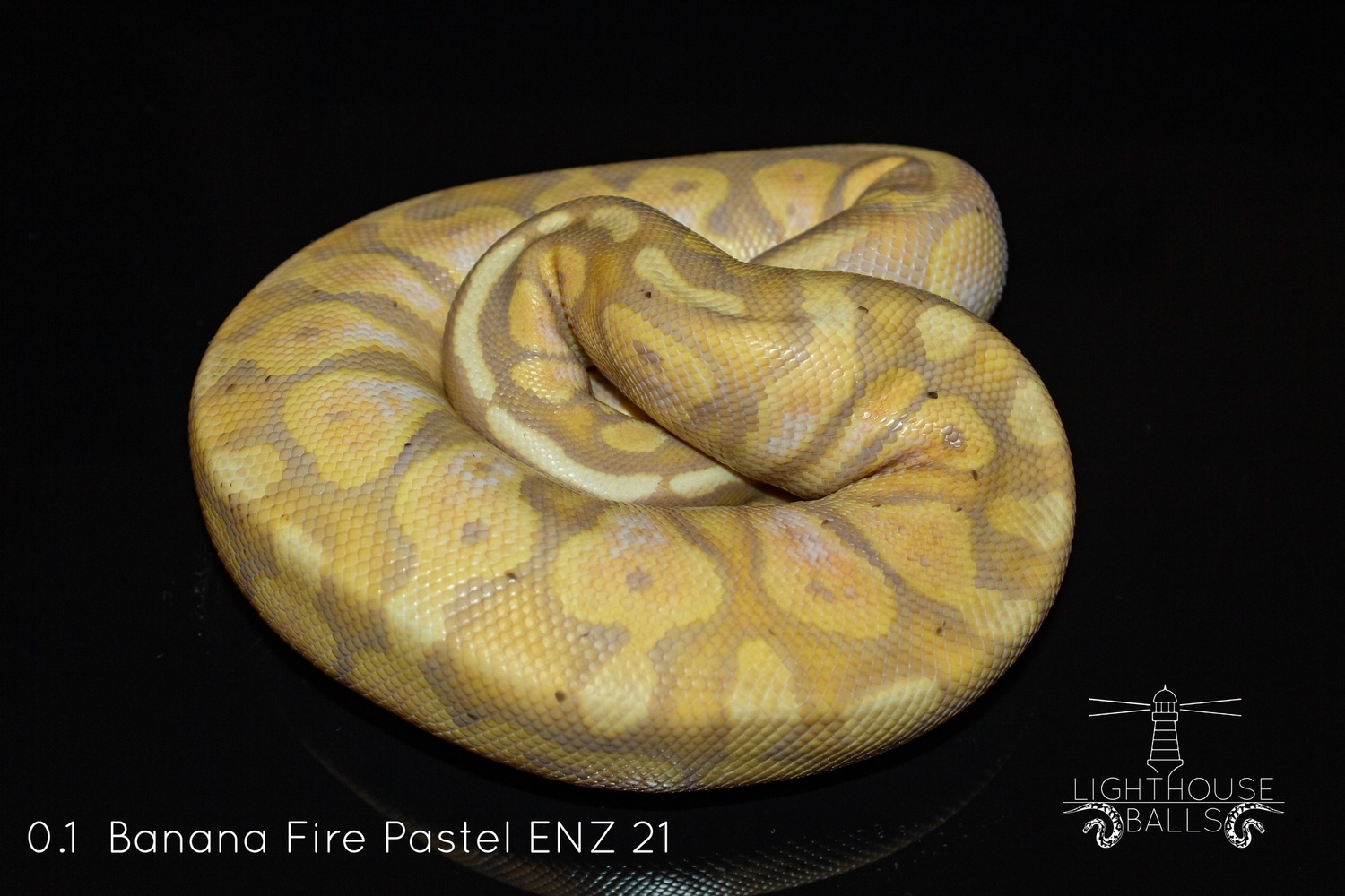 Banana Firefly (Banana Fire Pastel) Ball Python by Lighthouse Balls ...