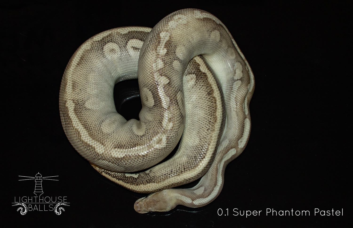 Super Phantom Pastel Ball Python by Lighthouse Balls - MorphMarket