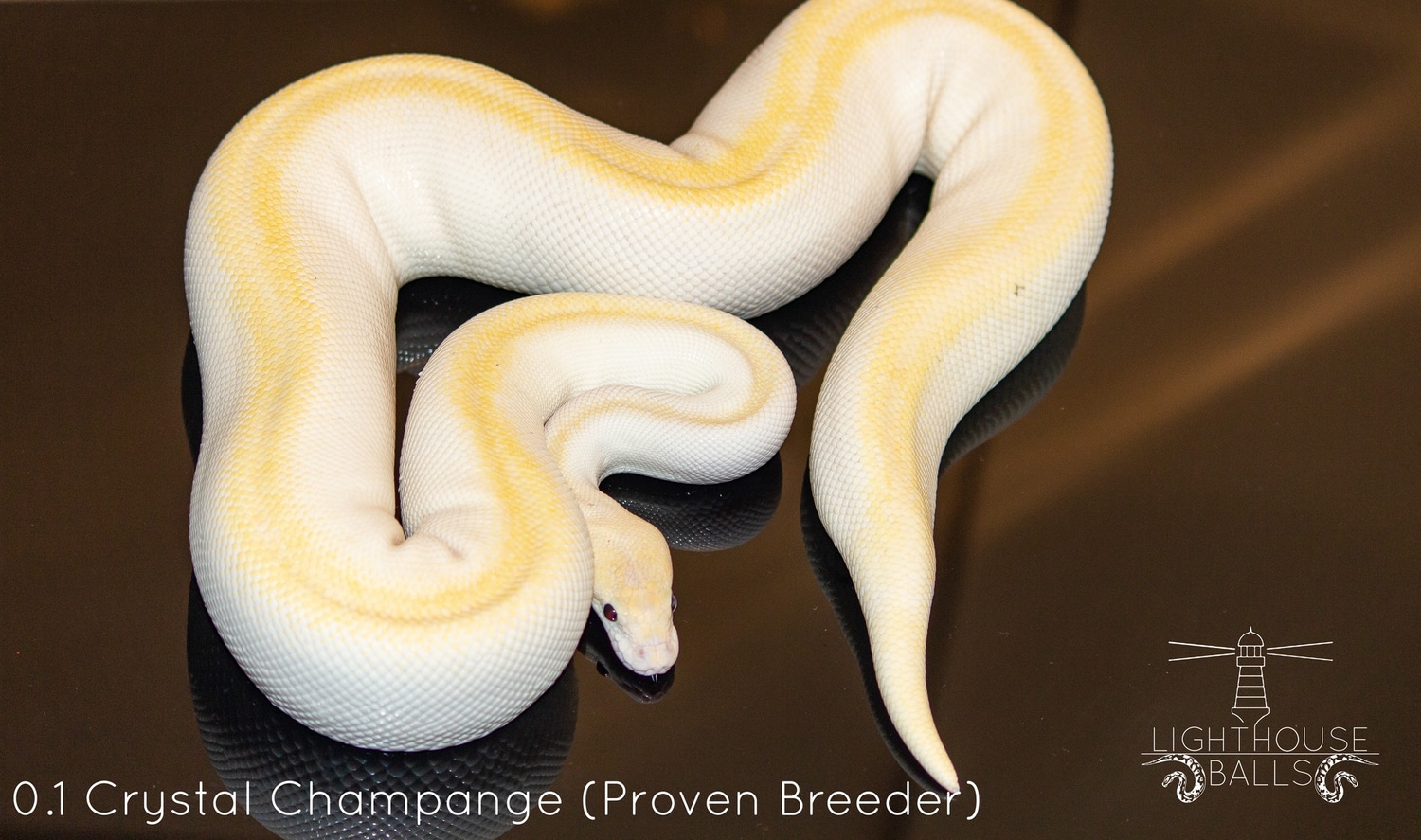 Crystal Champagne Ball Python by Lighthouse Balls - MorphMarket