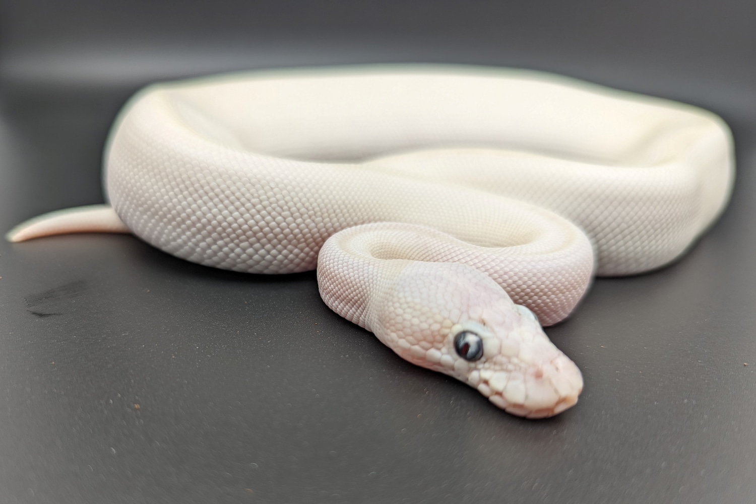 BEL Mojave Lesser Ball Python by Lightning Rod Reptiles - MorphMarket