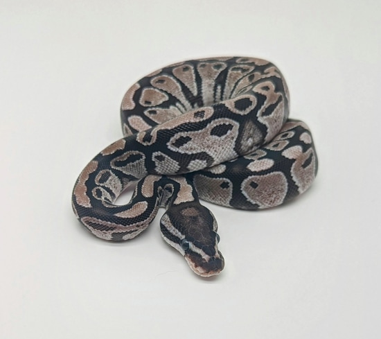Fire SK Axanthic Ball Python by Lightning Rod Reptiles