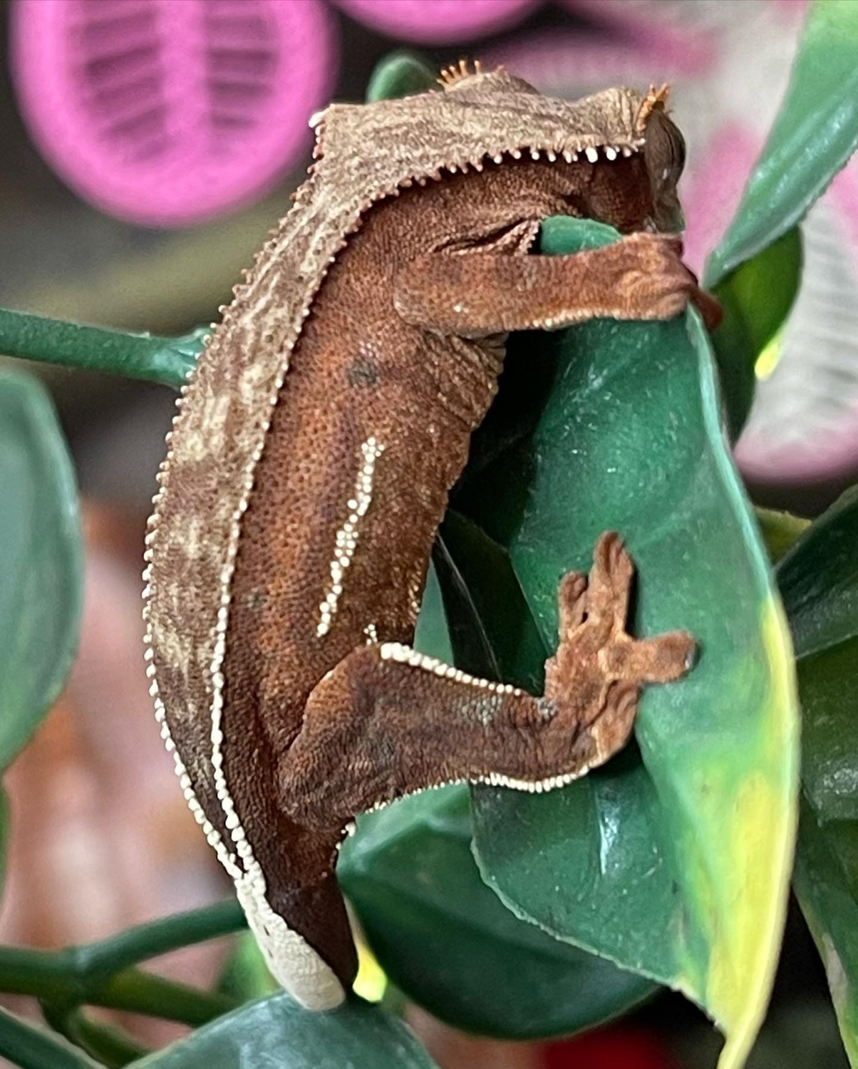 Red Phantom Crested Gecko by Barrigada’s Geckos - MorphMarket