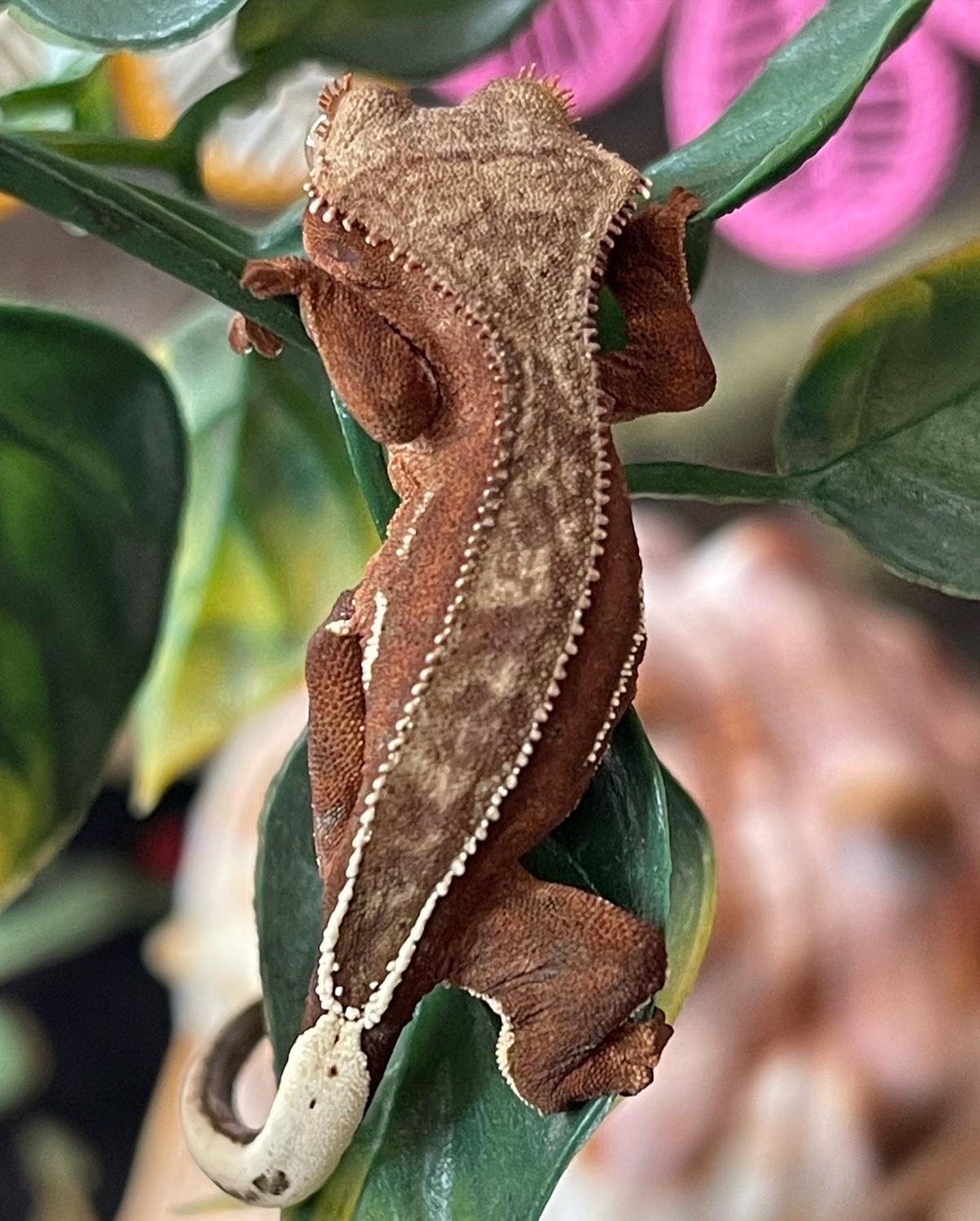 Red Phantom Crested Gecko by Barrigada’s Geckos - MorphMarket