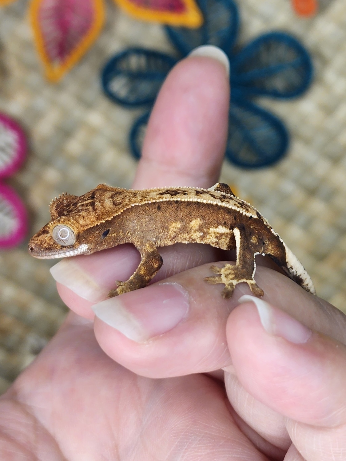 Red Harlequin Crested Gecko by Barrigada’s Geckos - MorphMarket