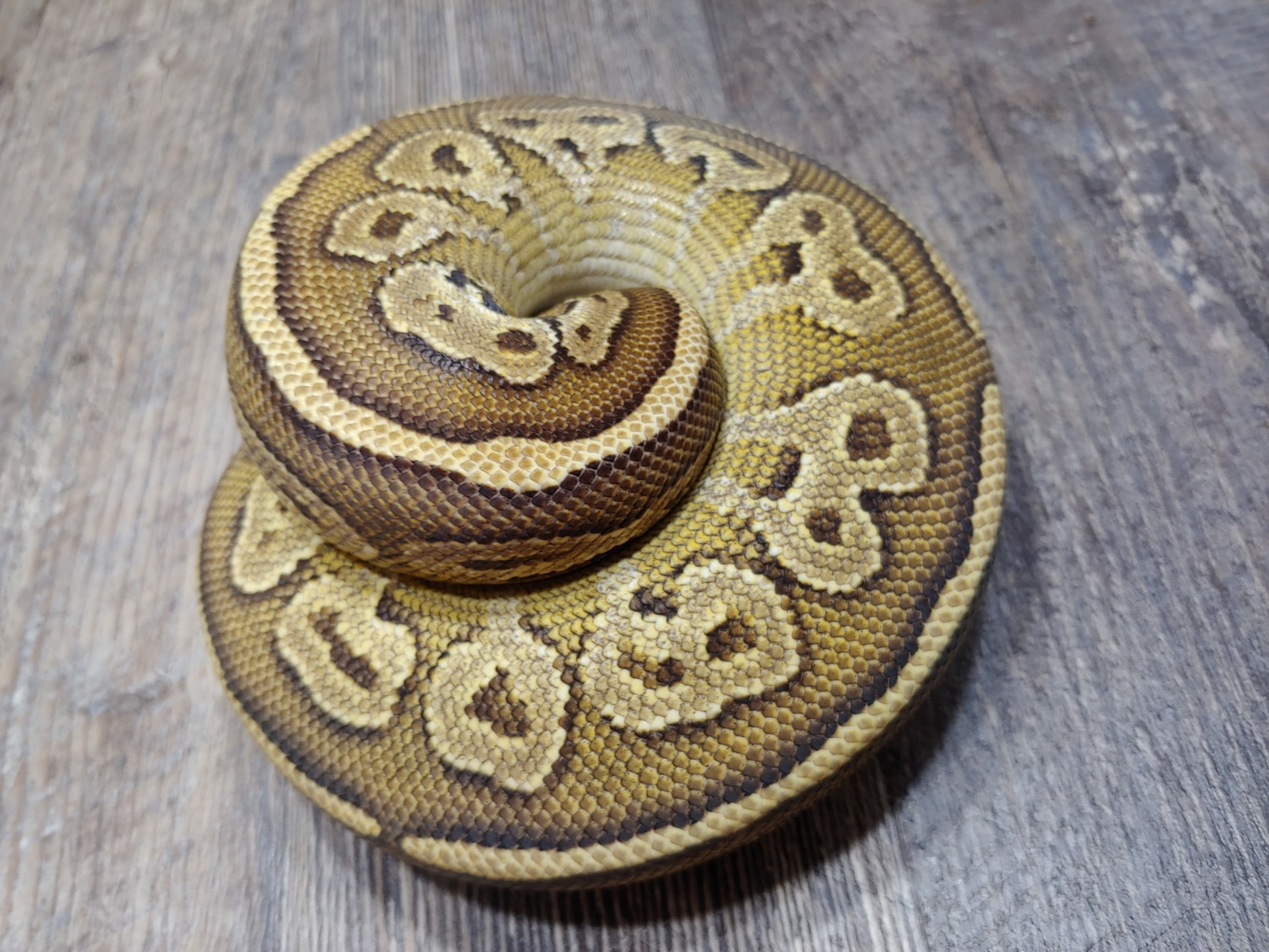 Mojave Bongo Ball Python by KLSHerps of Florida - MorphMarket