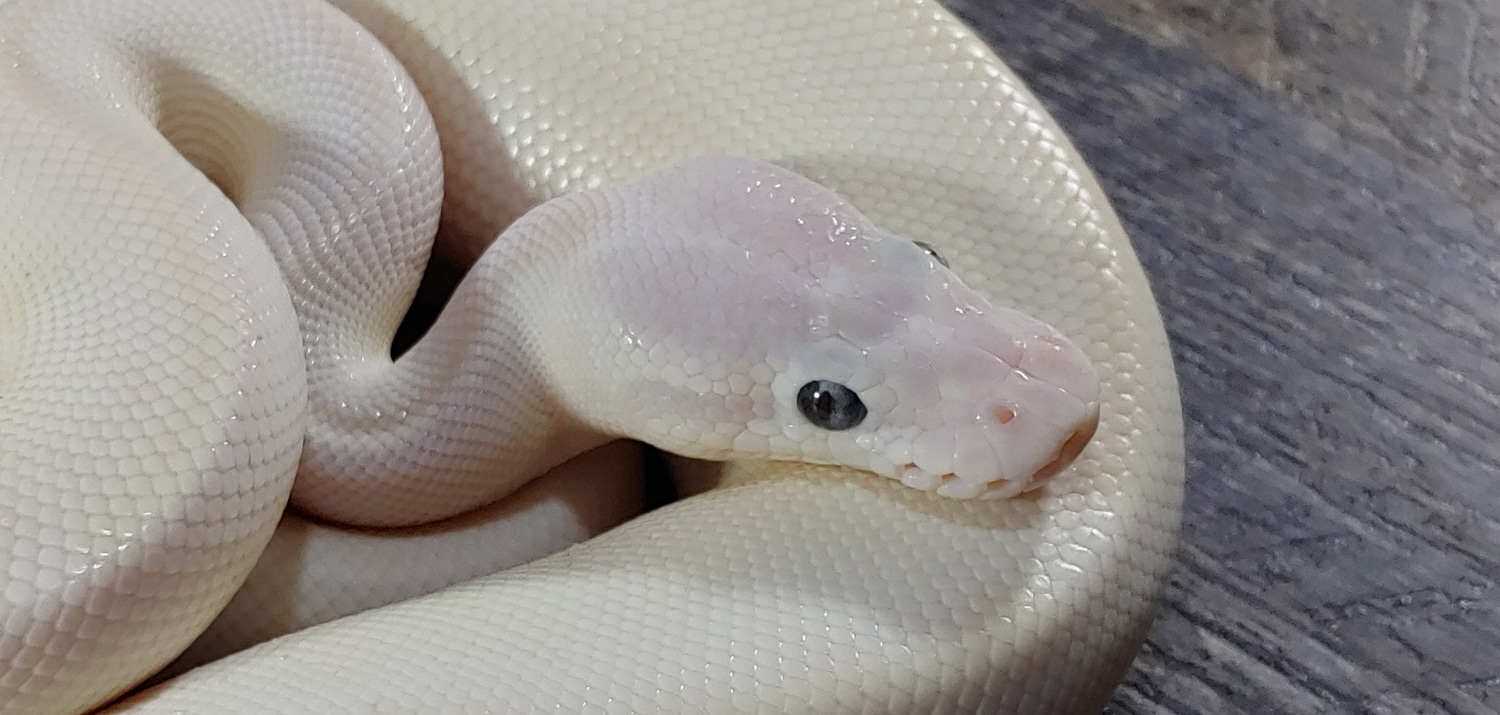 Mojave Russo BEL Ball Python by KLSHerps of Florida - MorphMarket