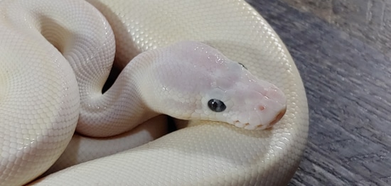 Mojave Russo BEL Ball Python by KLSHerps of Florida