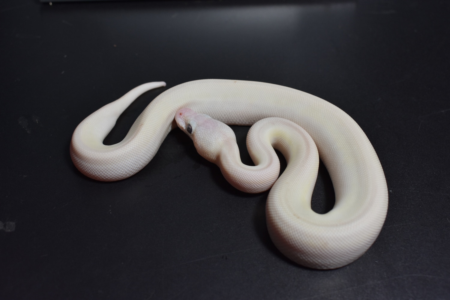 Lesser Russo 100% Het Clown Ball Python by Lil Egypt Royals - MorphMarket