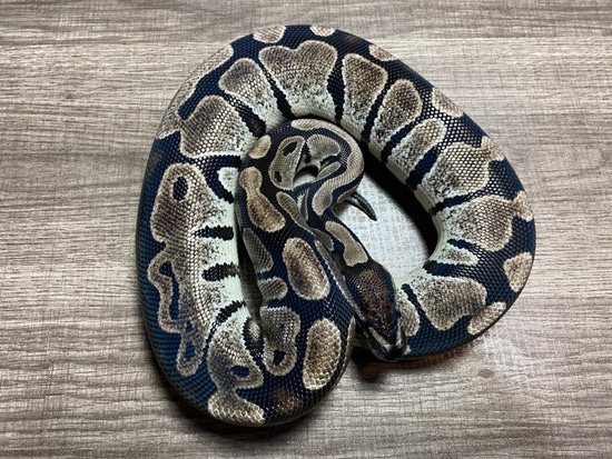 TSK Axanthic Ball Python by Lil Egypt Royals