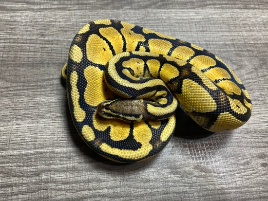Pastel Vanilla Het Tsk Axanthic Ball Python by Lil Egypt Royals