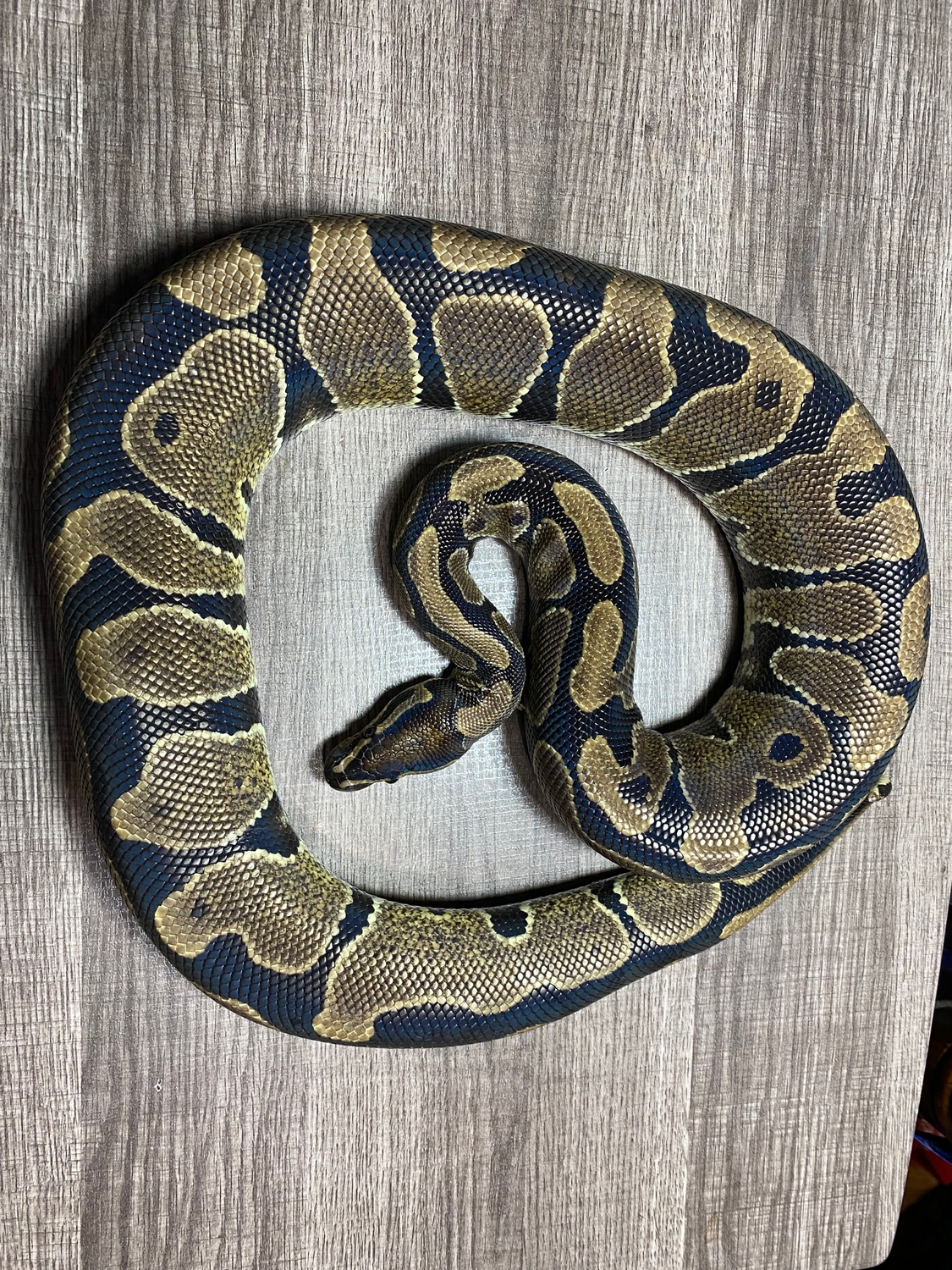 Normal Het Vpi Axanthic & Albino Ball Python by Lil Egypt Royals ...