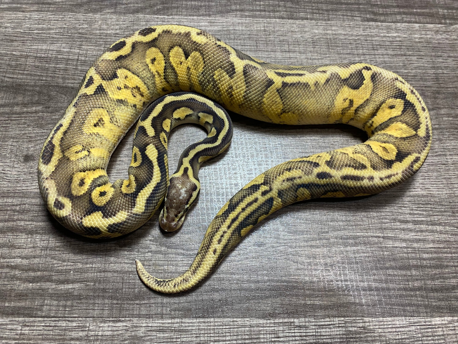 21’ Super Pastel Sandblast Pos Het Pied Ball Python by Lil Egypt Royals ...