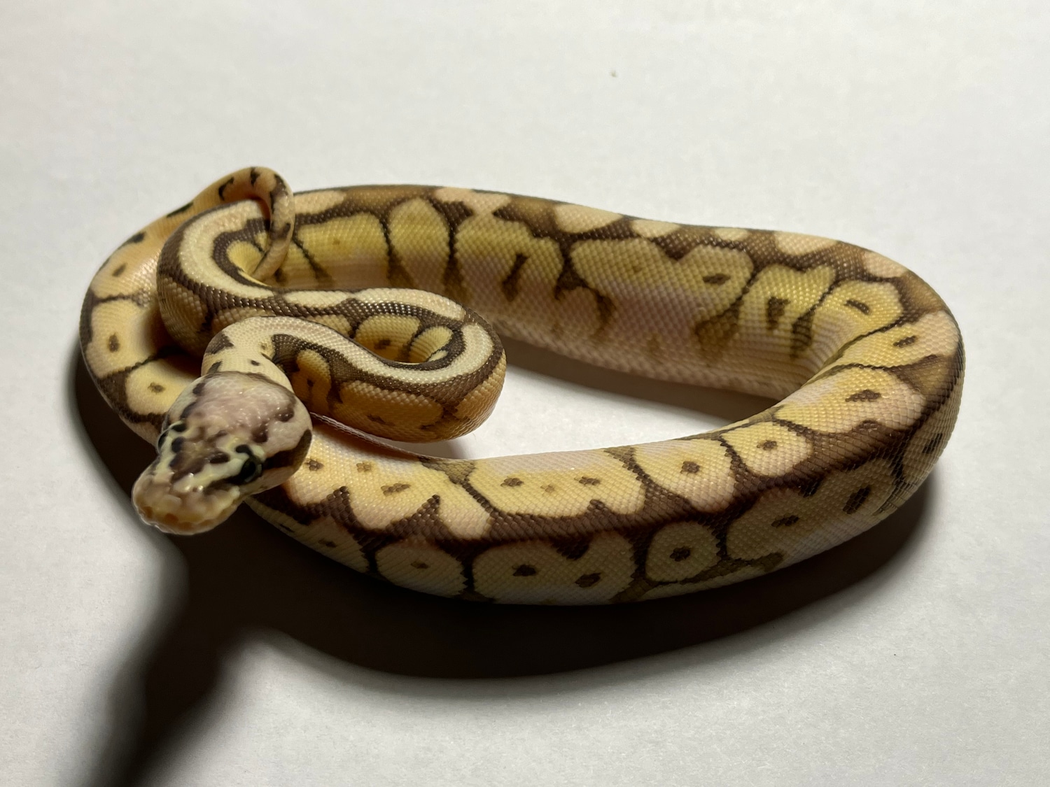 22 M Hypo Queenbee Ball Python by Lil Egypt Royals - MorphMarket
