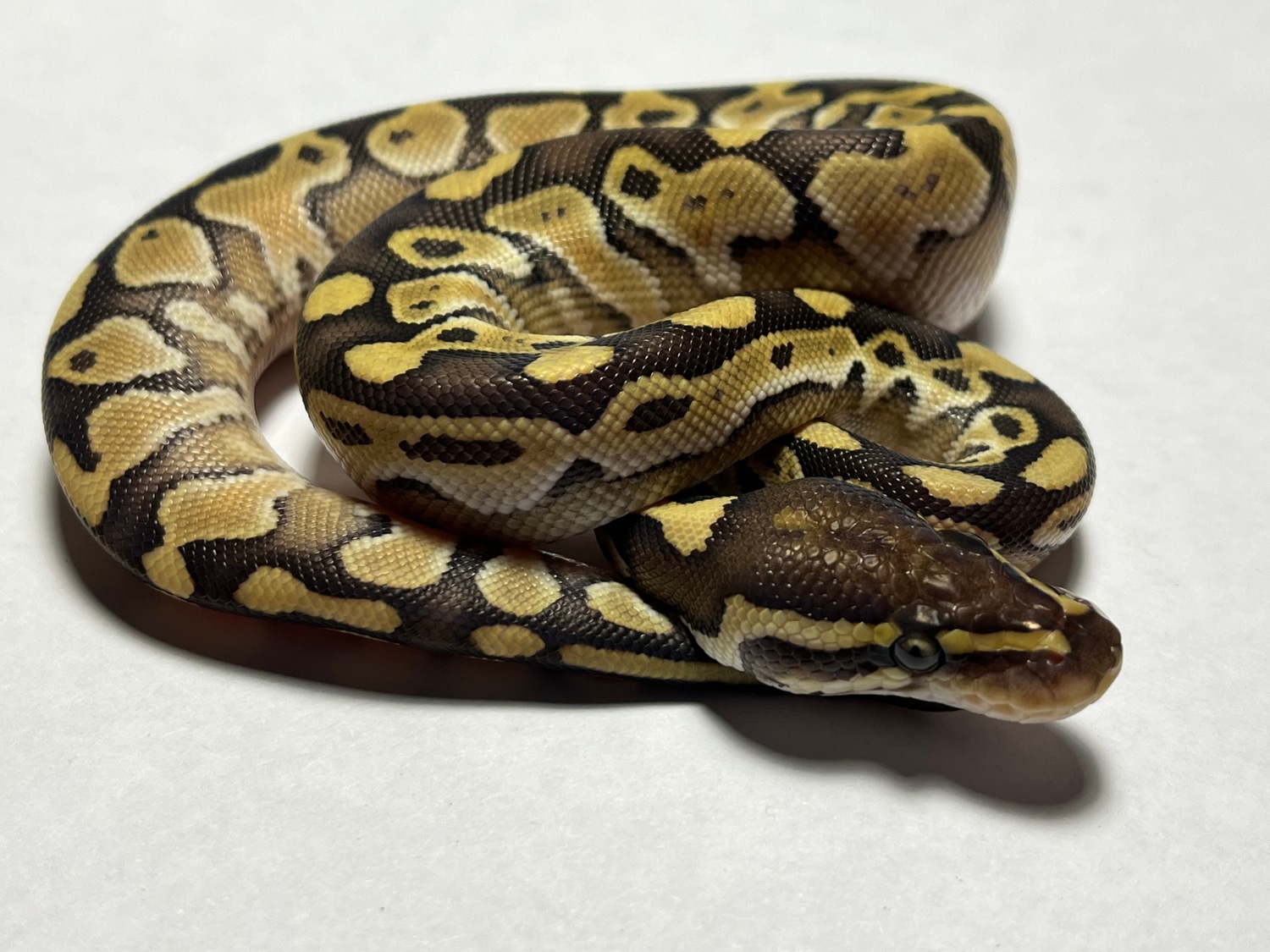 22 F Lesser Mahogany Het Albino Ball Python by Lil Egypt Royals ...
