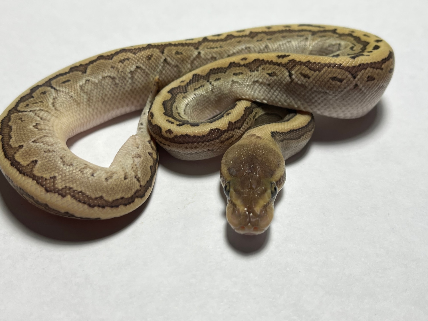22 M Mahogany Kingpin Het Albino Ball Python by Lil Egypt Royals ...