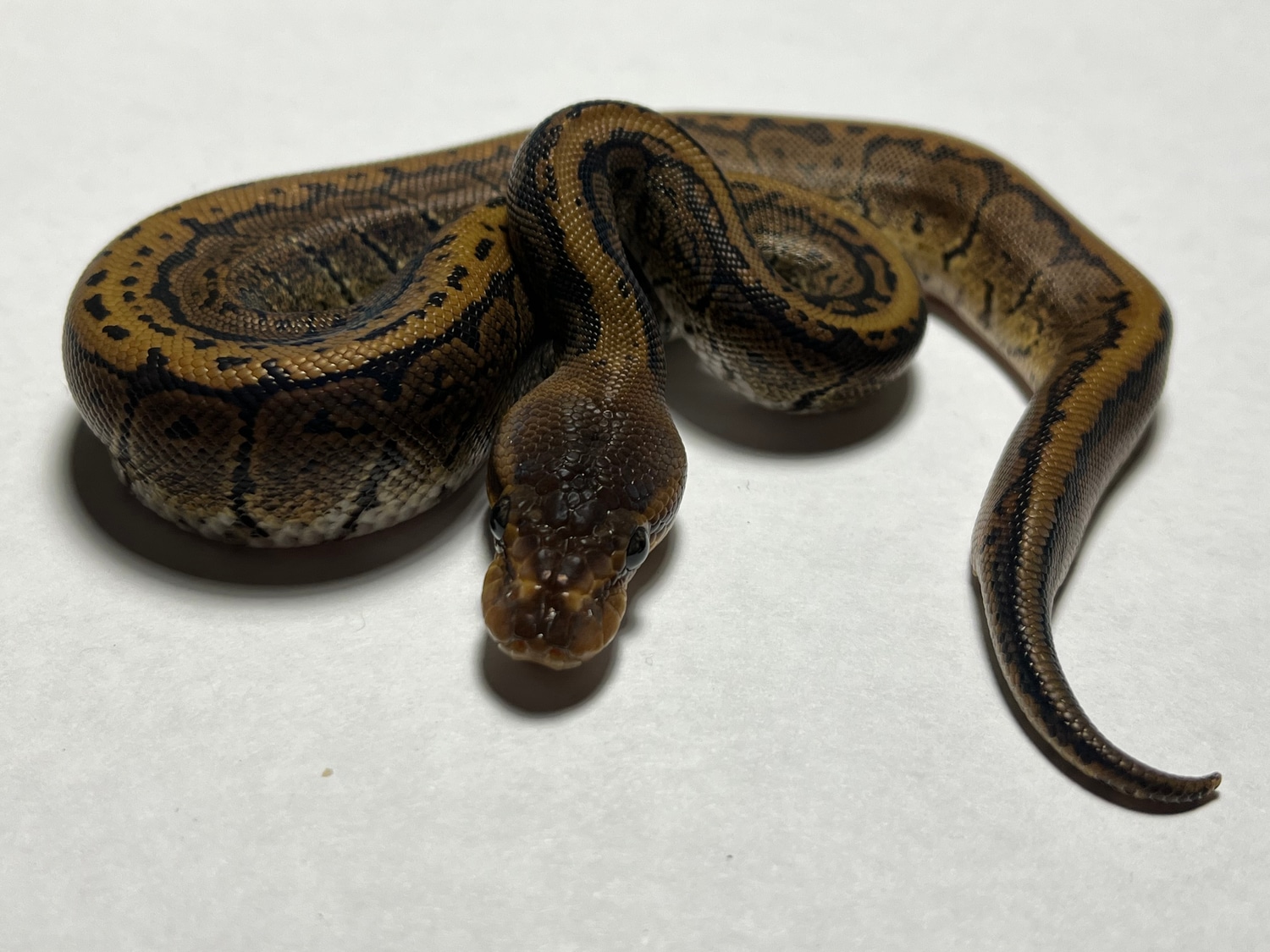 22 M Mahogany Pinstripe Het Albino Ball Python by Lil Egypt Royals ...