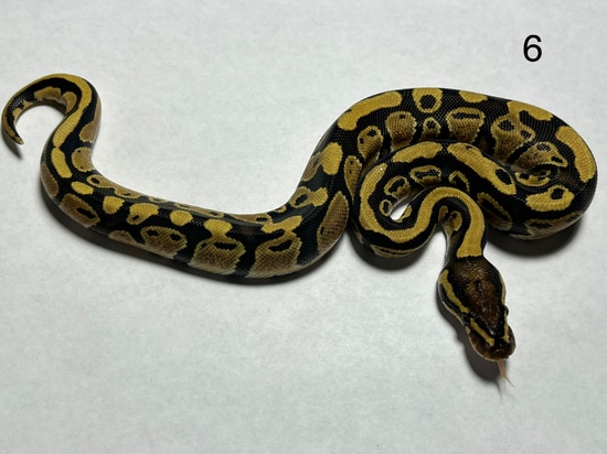 22 M Fire Het Genetic Stripe Ball Python by Lil Egypt Royals