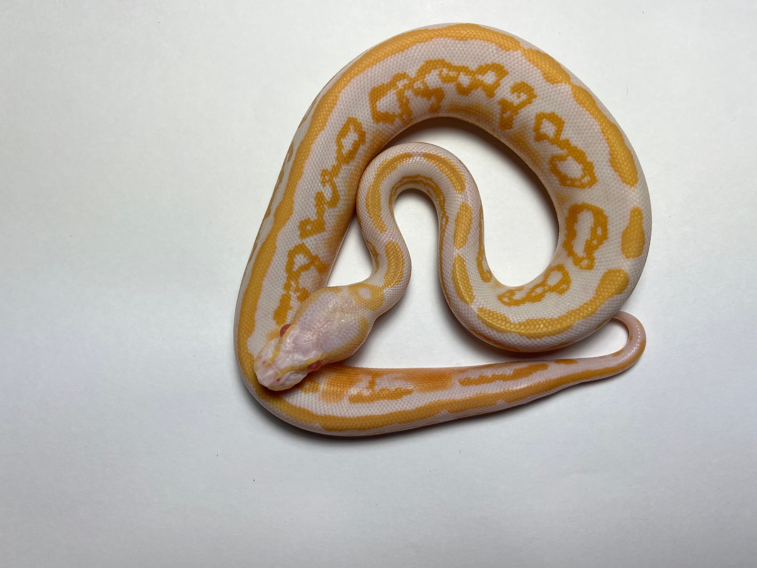 Black Pastel Albino 66% Het Pied Ball Python by Lil Egypt Royals ...