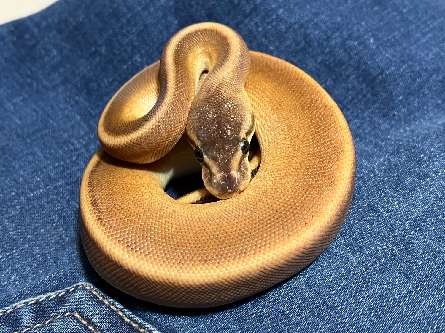 Firemon Genetic Stripe Ball Python by Lil Egypt Royals - MorphMarket