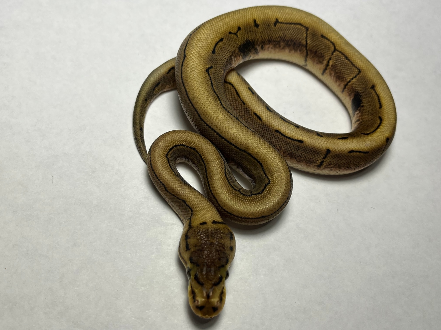2022 F Spinner With Paradoxing Ball Python by Lil Egypt Royals ...