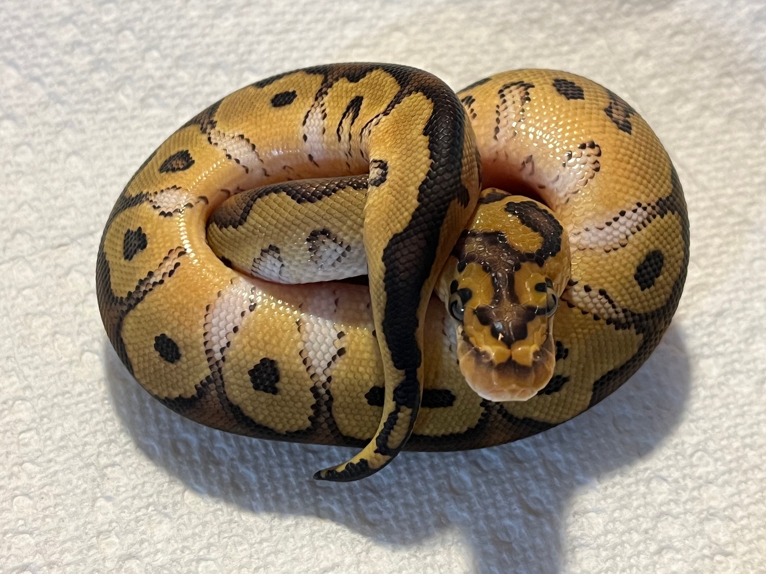 Russo Clown Ball Python by Lil Egypt Royals - MorphMarket