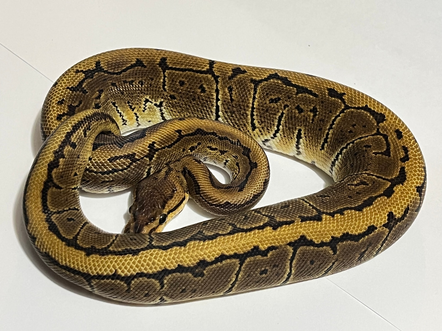 22 F Nanny Pinstripe Ball Python by Lil Egypt Royals - MorphMarket