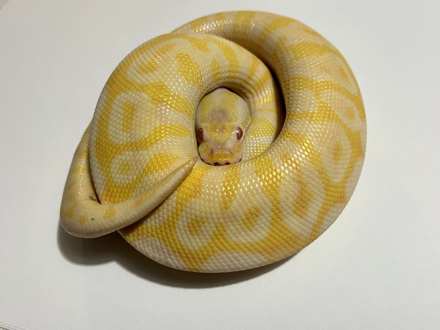 M Albino Mahogany Lesser Black Pastel Spider Ball Python by Lil Egypt ...