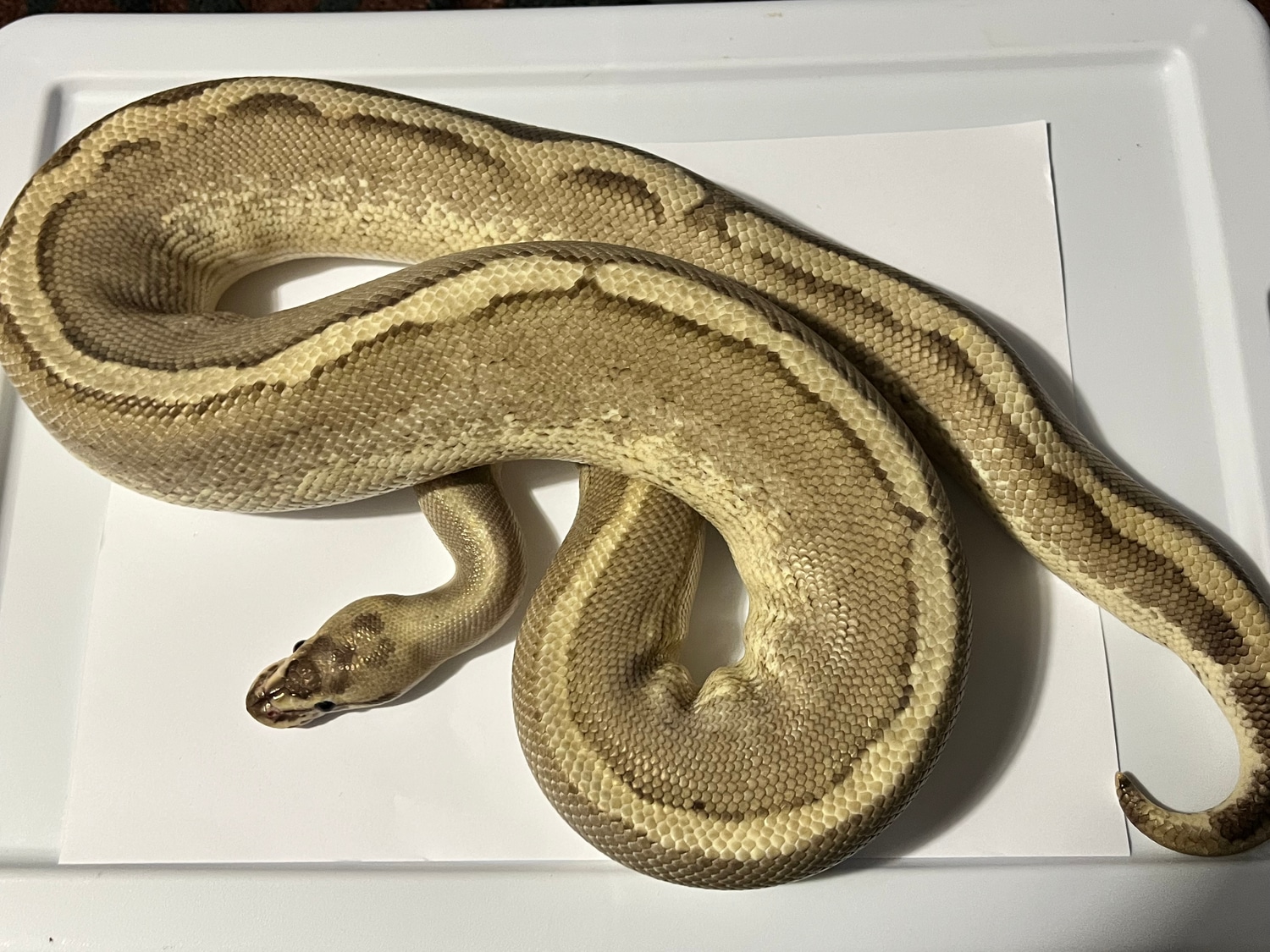 M Fire/Vanilla Superstripe Ball Python by Lil Egypt Royals - MorphMarket