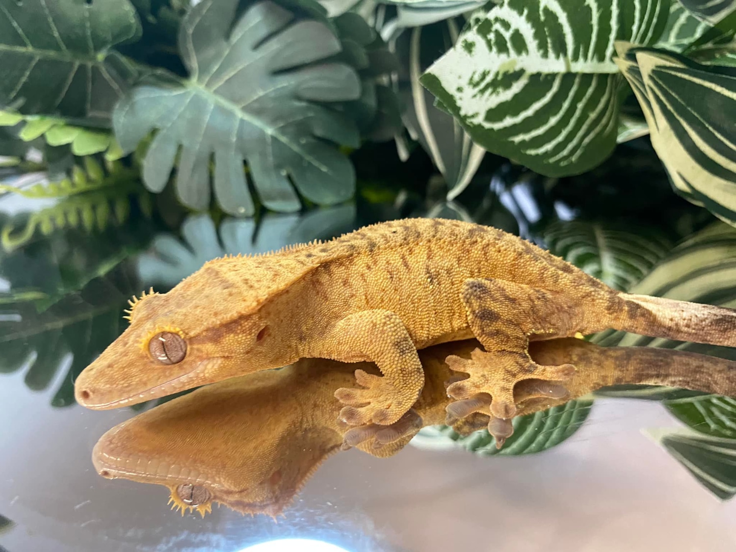 Yellow Brindle Crested Gecko by Moon Lily Reptiles - MorphMarket