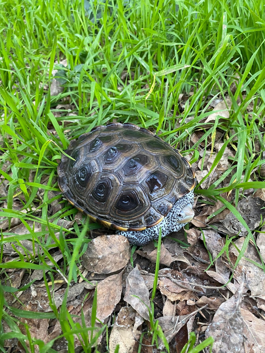 Ornate Diamondback Terrapin Box Turtles & Terrapin by Moon Lily ...