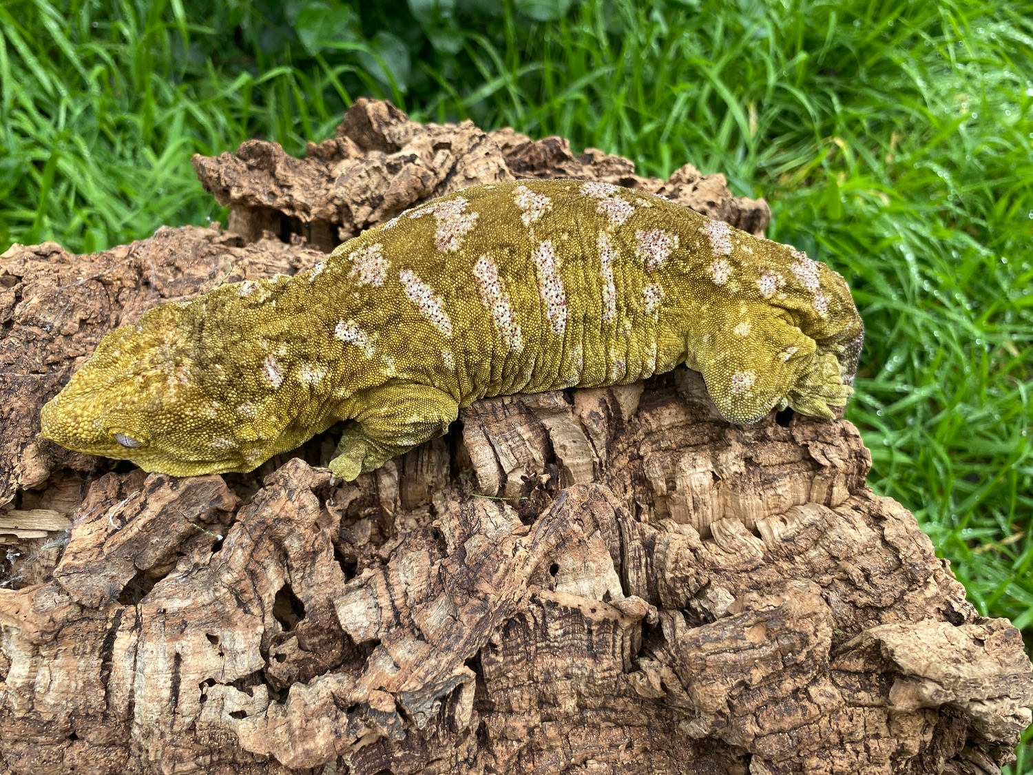 Female Nu Ana Leachianus Gecko by Moon Lily Reptiles - MorphMarket