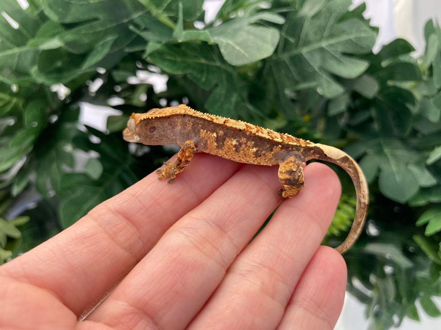 * FREE SHIPPING * Unhinged Emo Kid - 7g Baby Crested Gecko by Moon Lily ...