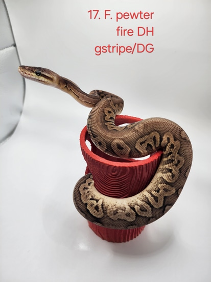 Pewter Fire Het Desert Ghost Het Genetic Stripe Ball Python by Lil Ball ...