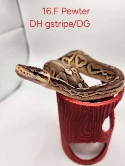 Pewter Het Desert Ghost Het Genetic Stripe Ball Python by Lil Ball ...