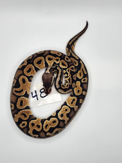Pastel Yellow Belly Ball Python by Lil Ball Peeps LLC