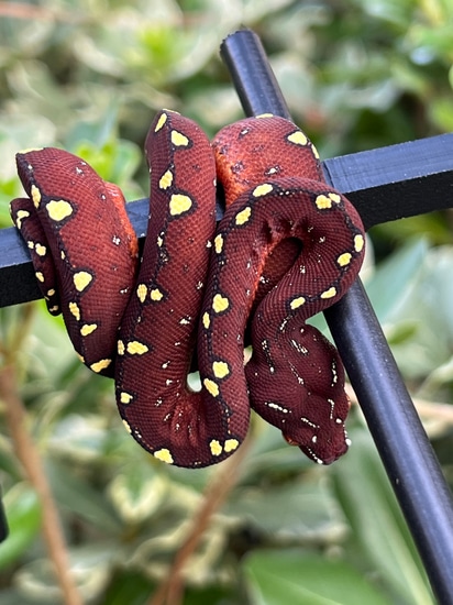 Green Tree Python Neo by Space City Chondros