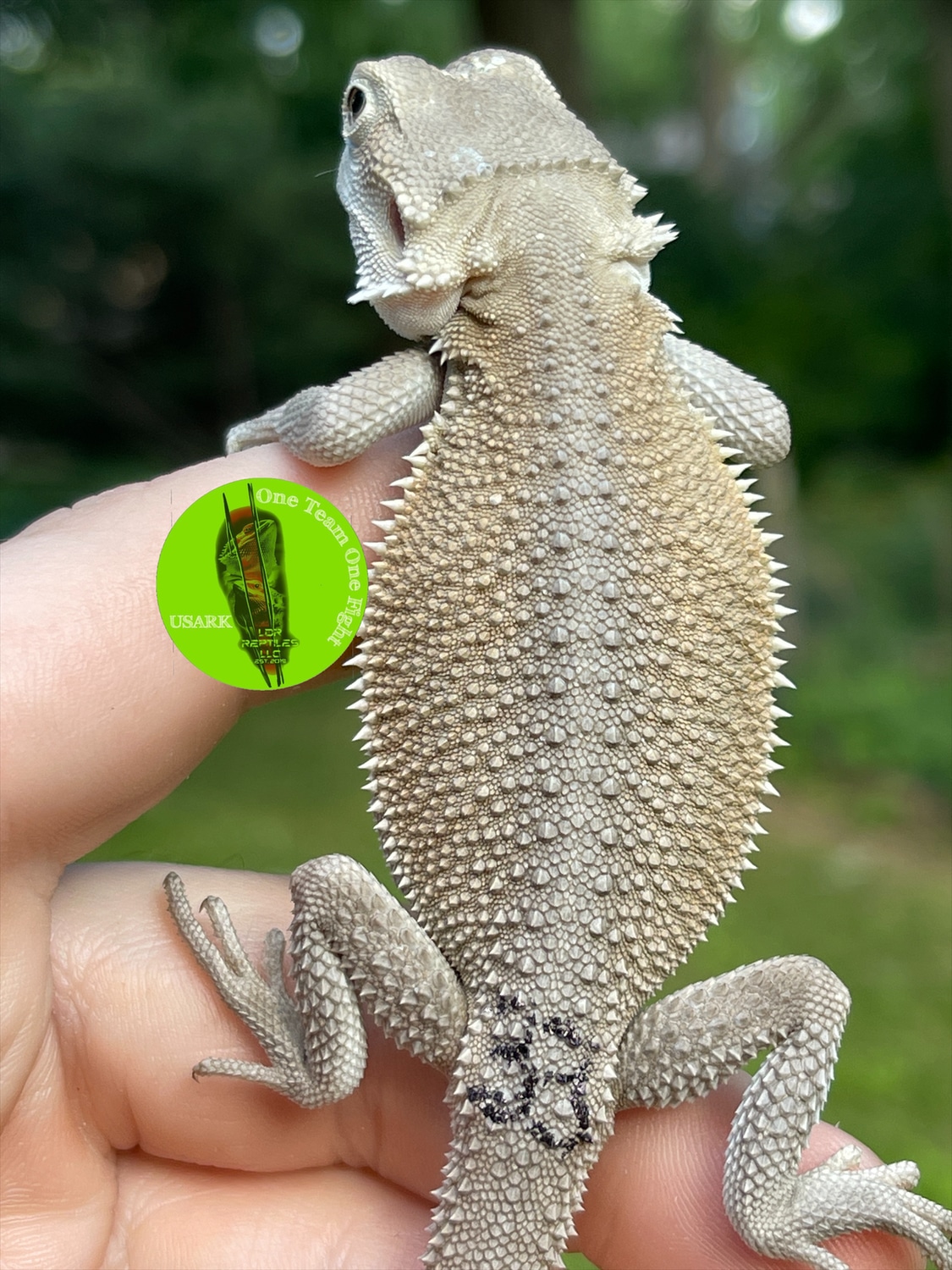 Witblits 50% Het Hypo/Trans Pos Het Zero Central Bearded Dragon by ...
