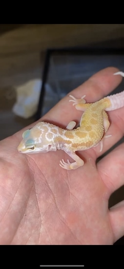 Albino Leopard Gecko by Shanks pythons