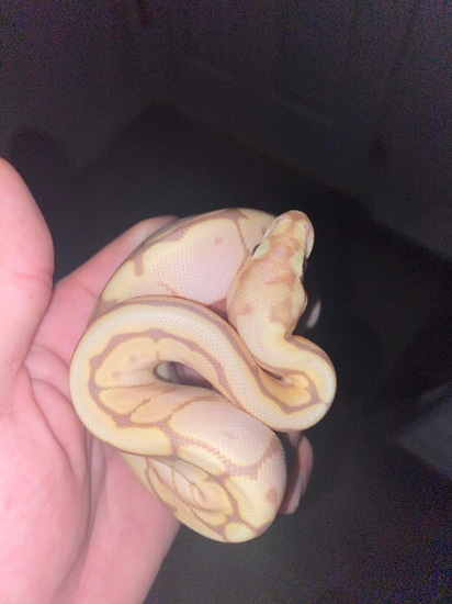 Banana Spider Ball Python by Shanks pythons