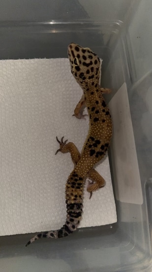 Geckos Leopard Gecko by Shanks pythons