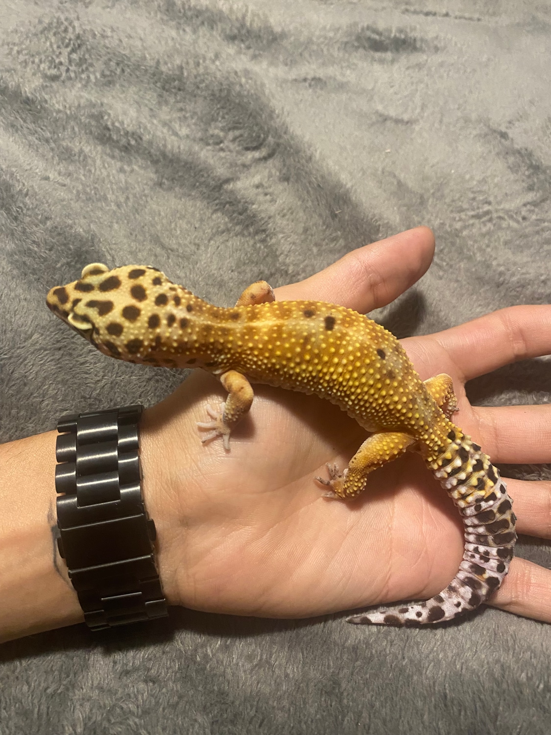Tangerine Adult Female (Proven Breeder) Leopard Gecko by South Texas ...