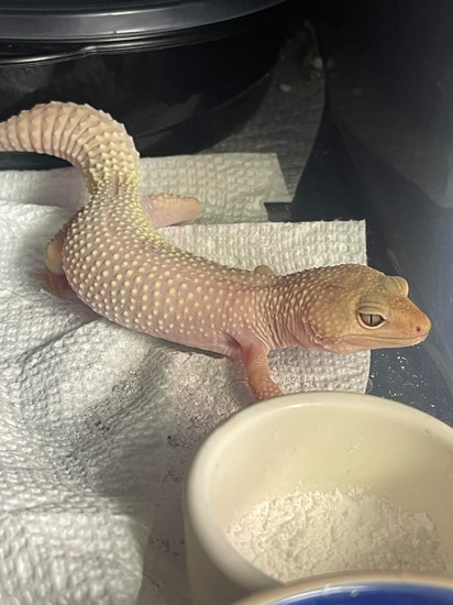 Adult Female Patternless Mack (Proven Breeder) Leopard Gecko by South ...