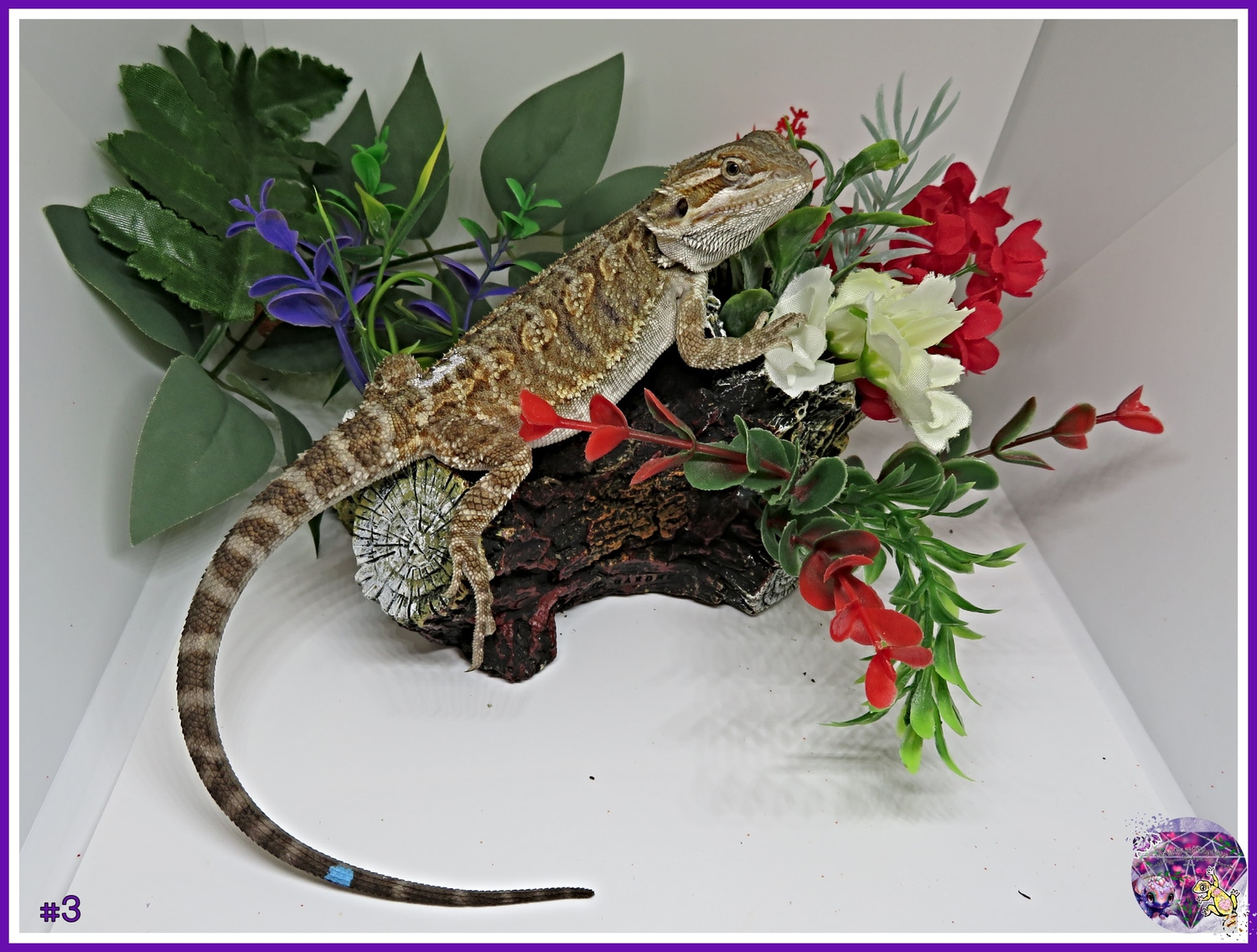 Orange/Normal Bearded Dragon #3 Central Bearded Dragon by ...