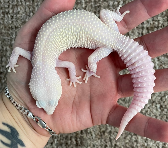 CB20 White Knight Poss Mack Snow Leopard Gecko by Lily Rose Reptiles