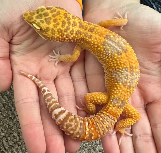 Pure Copper Tremper CB Leopard Gecko by Lily Rose Reptiles